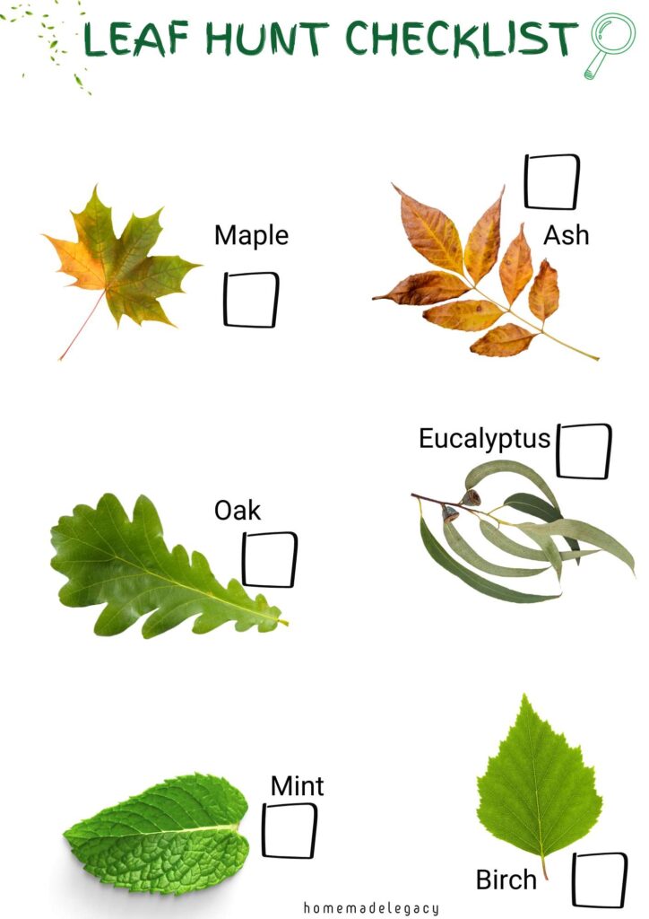9 Leaf Activities For Kindergarten - Home Made Legacy
